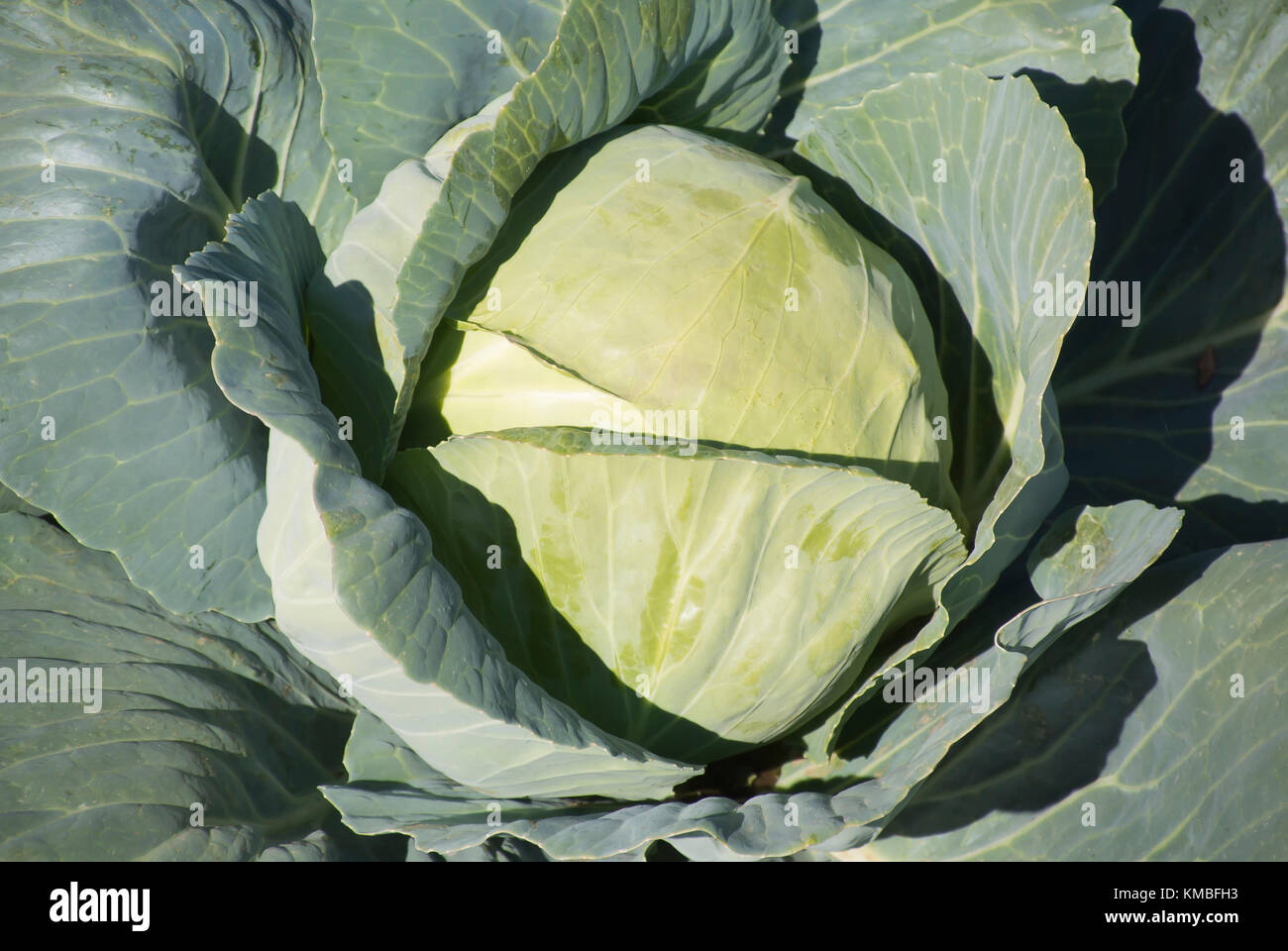 Cabbage Growing in Field Stock Photo - Alamy