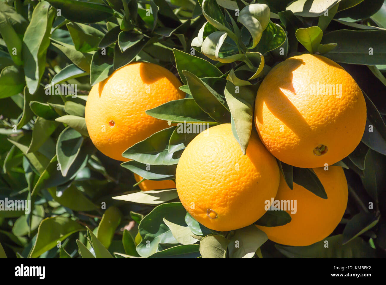 Oranges Growing on Tree Stock Photo - Alamy