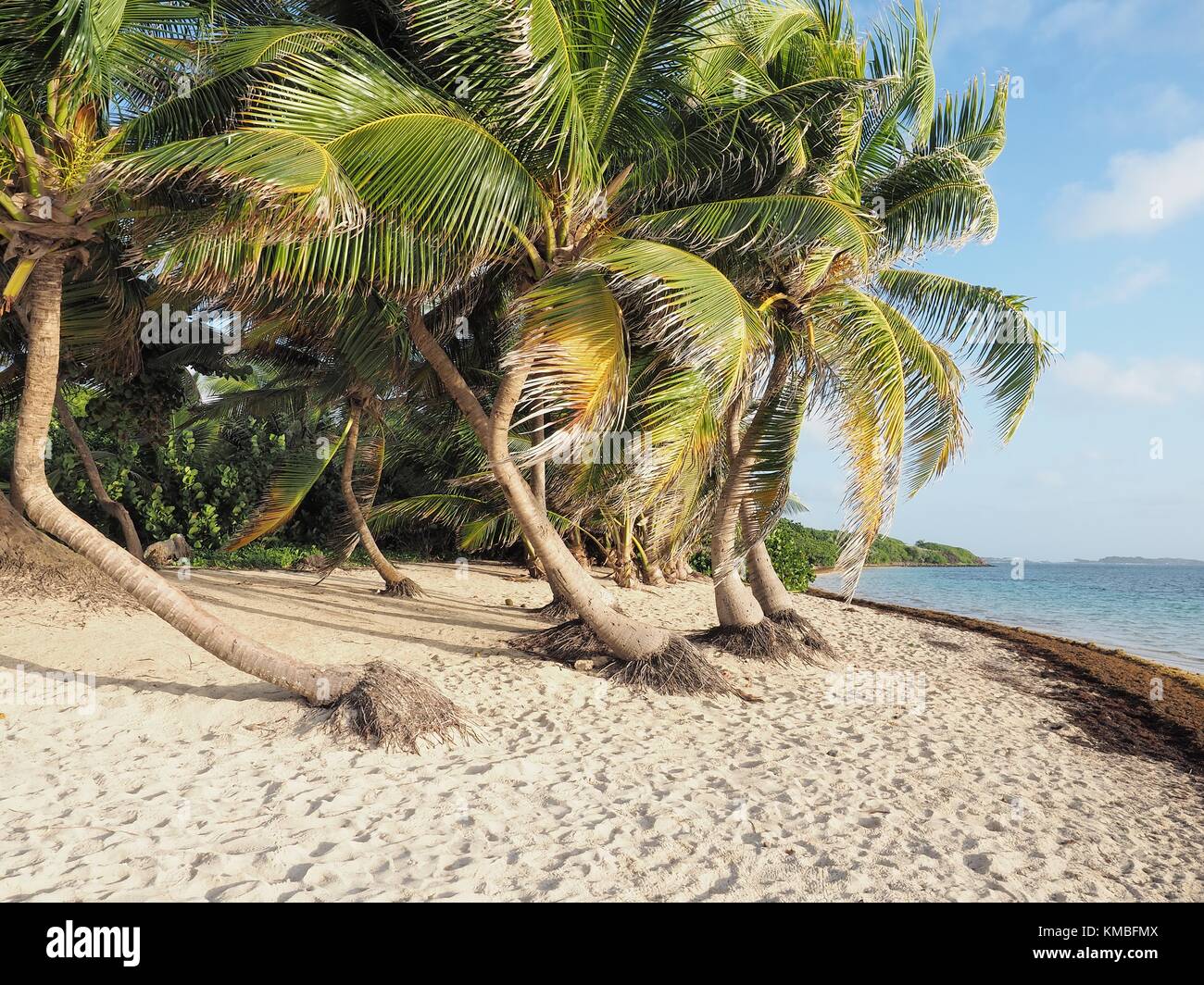 Beach Anse Michel at Cap Chevalier in Sainte-Anne , Martinique. The 12 ...