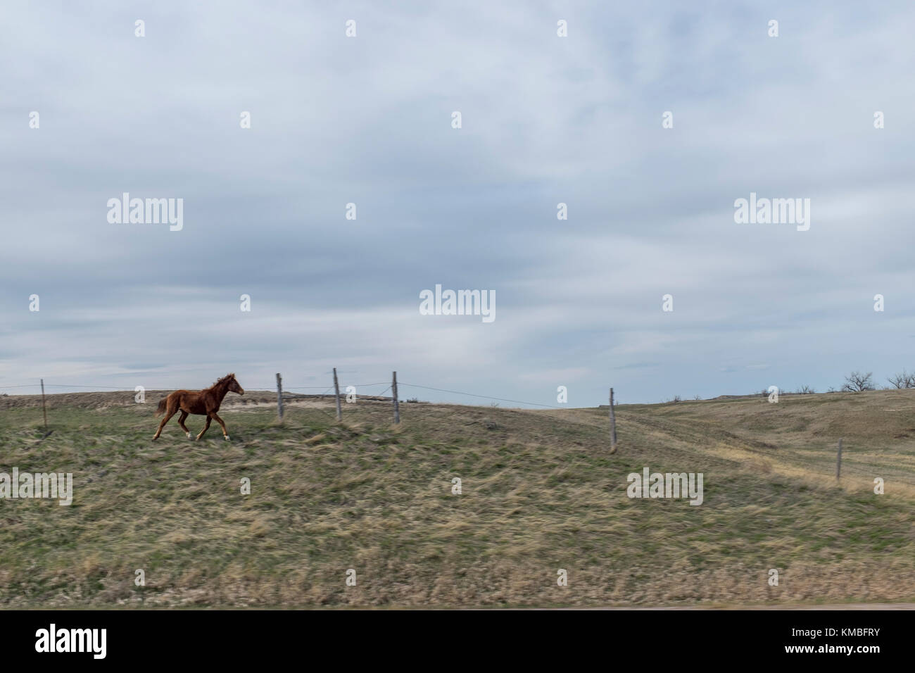 Indian ridge horse hi-res stock photography and images - Alamy