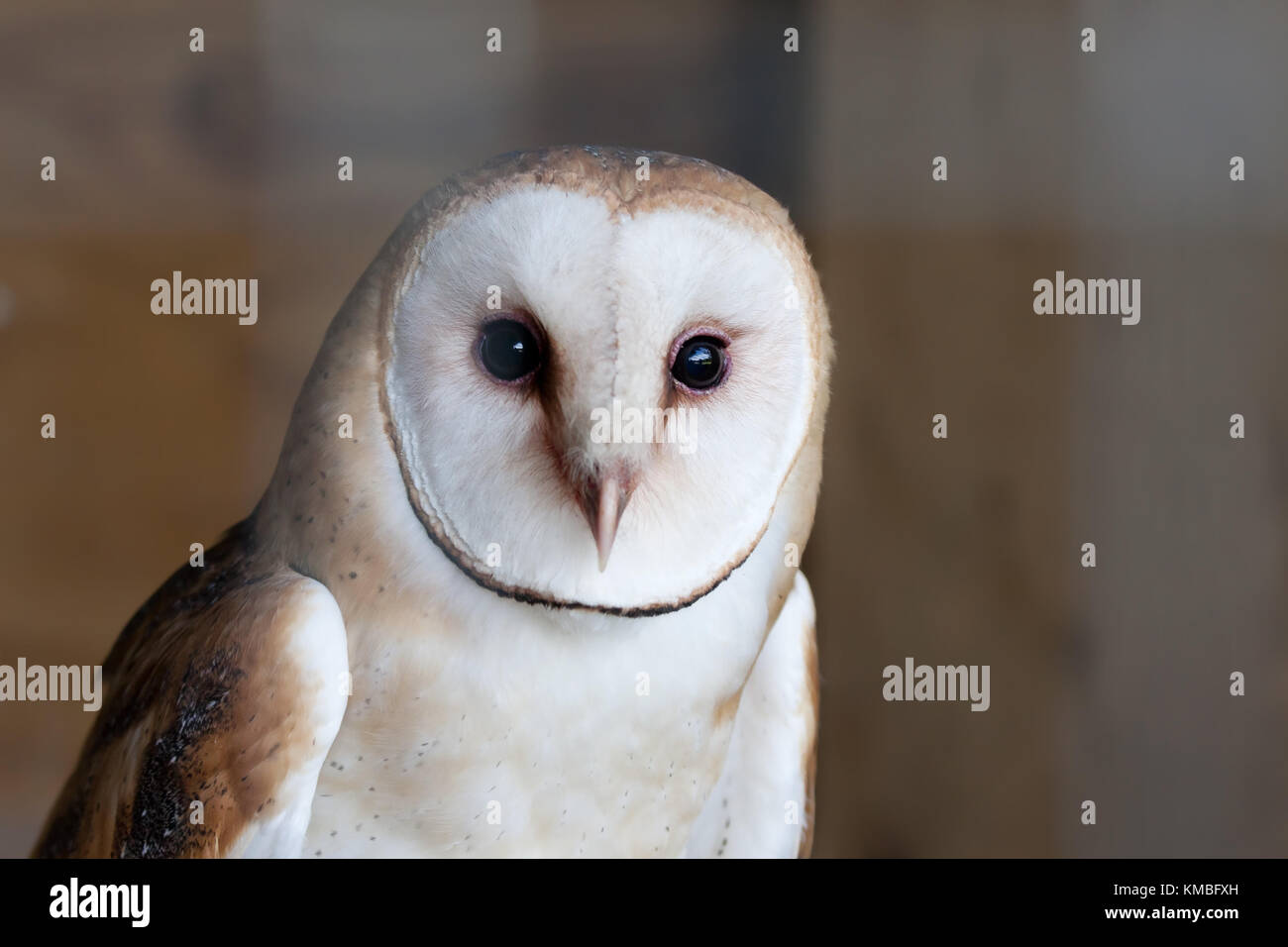 Barn owl face hi-res stock photography and images - Alamy