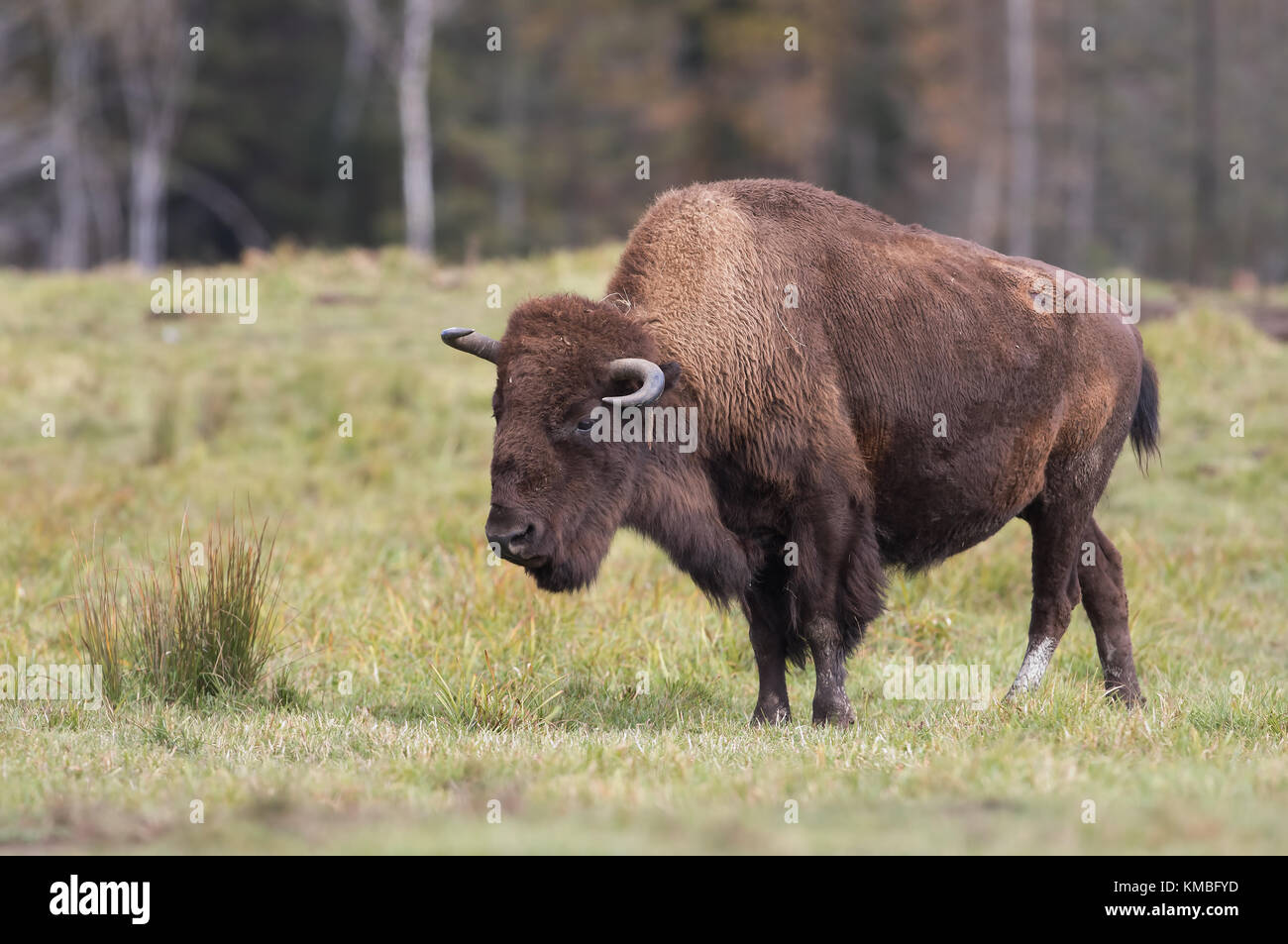 American Bison, buffalo standing in a grassy meadow in Canada Stock ...