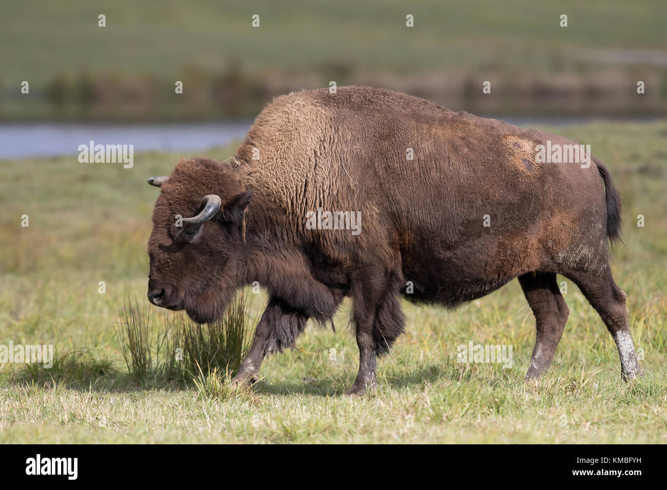 American Bison, buffalo standing in a grassy meadow in Canada Stock ...