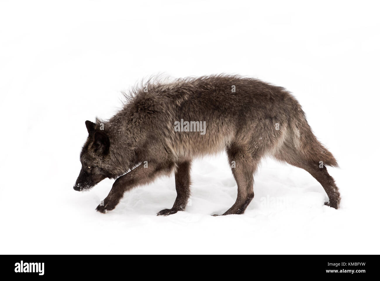 Black wolf hi-res stock photography and images - Alamy