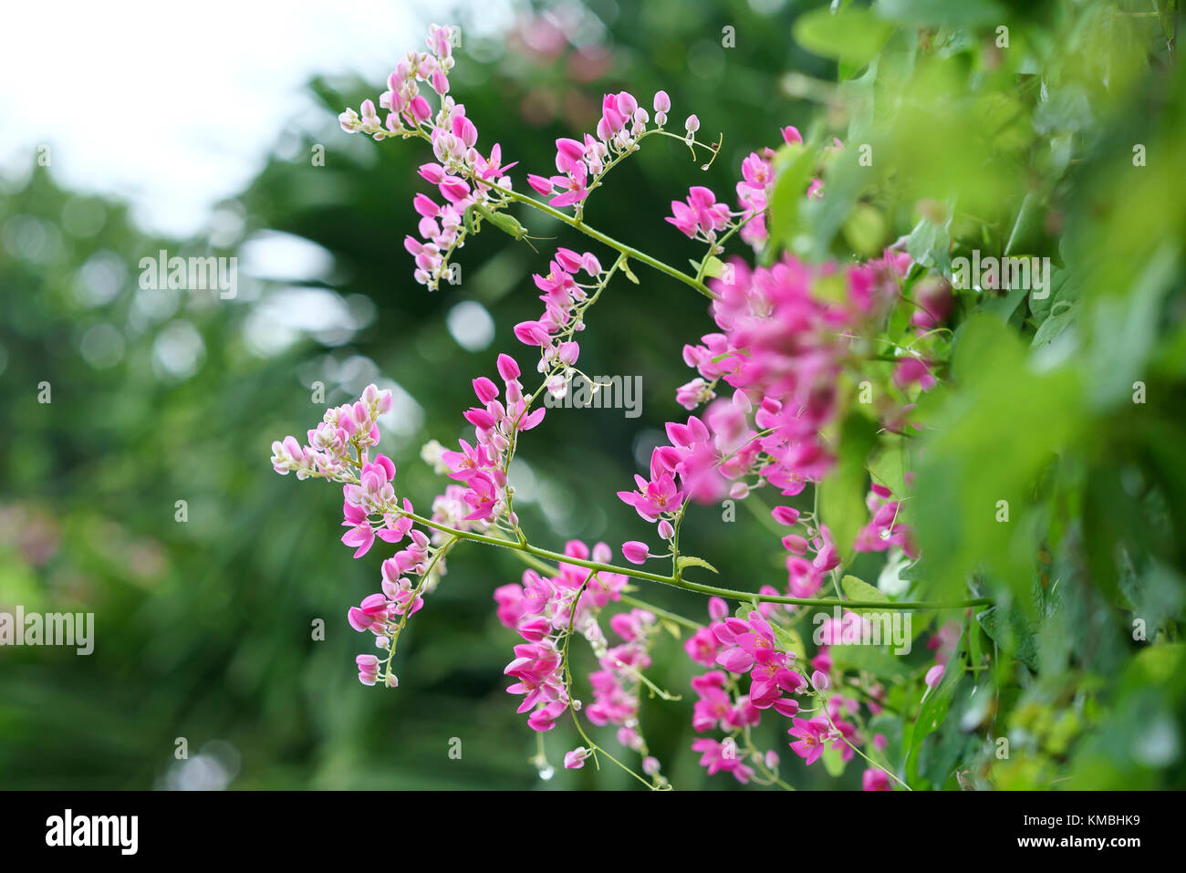 The antigonon leptopus blooms in the garden, this is a white, purple ...