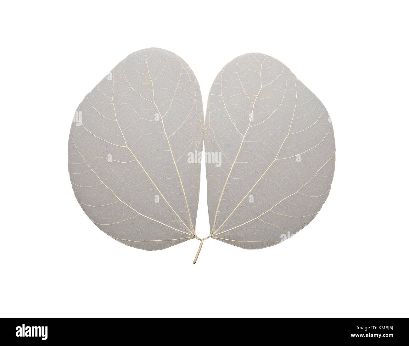 Skeleton Butterfly Leaf isolated Stock Photo - Alamy