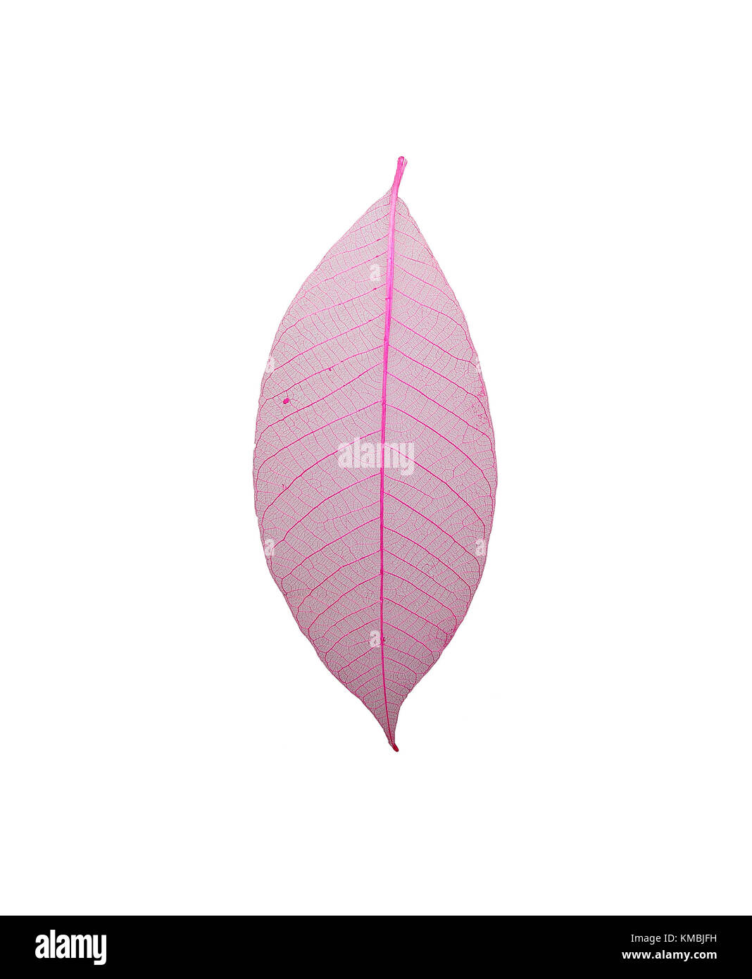 Leaf on mahogany tree hi-res stock photography and images - Alamy