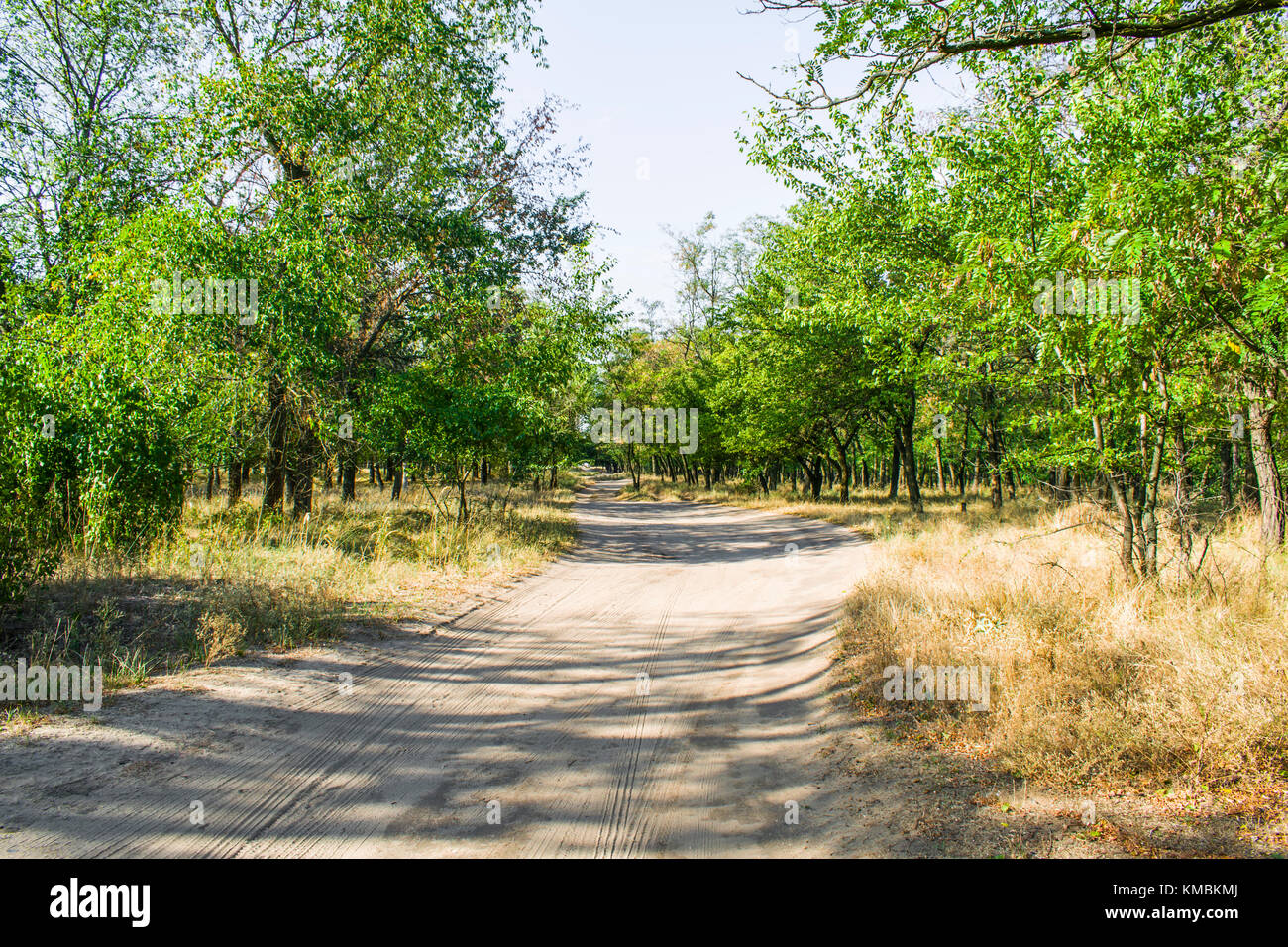 Darkforestbackground hi-res stock photography and images - Alamy