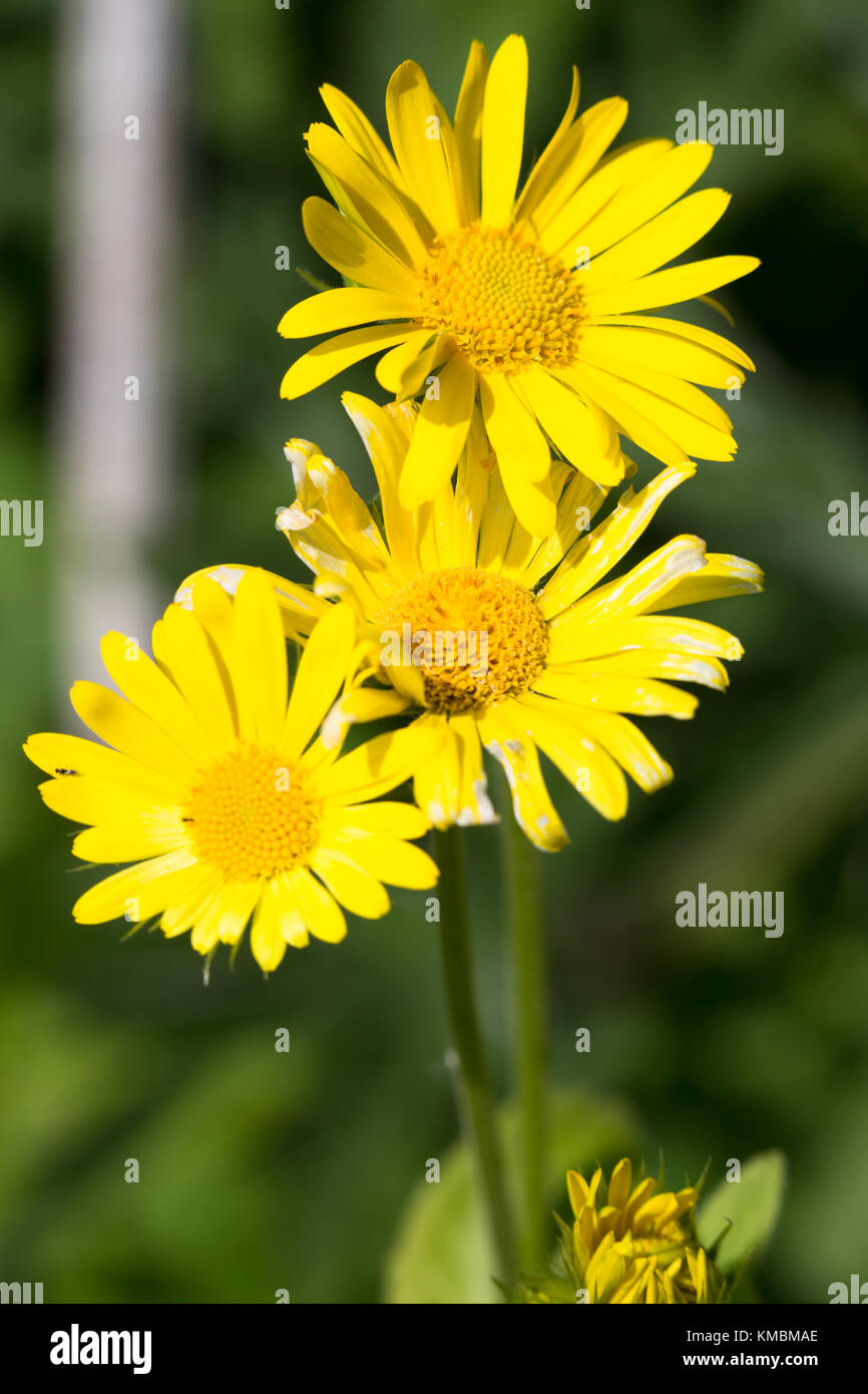 Corn Daisy (Glebionis segetum) growing in meadows around Durham ...