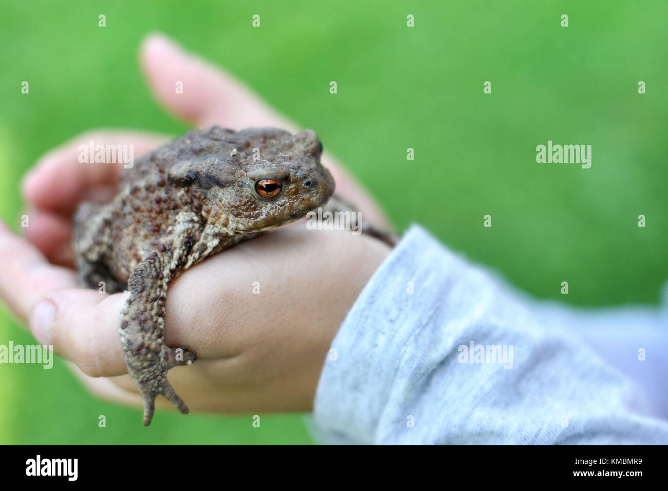 Girl holding a toad Stock Photo - Alamy
