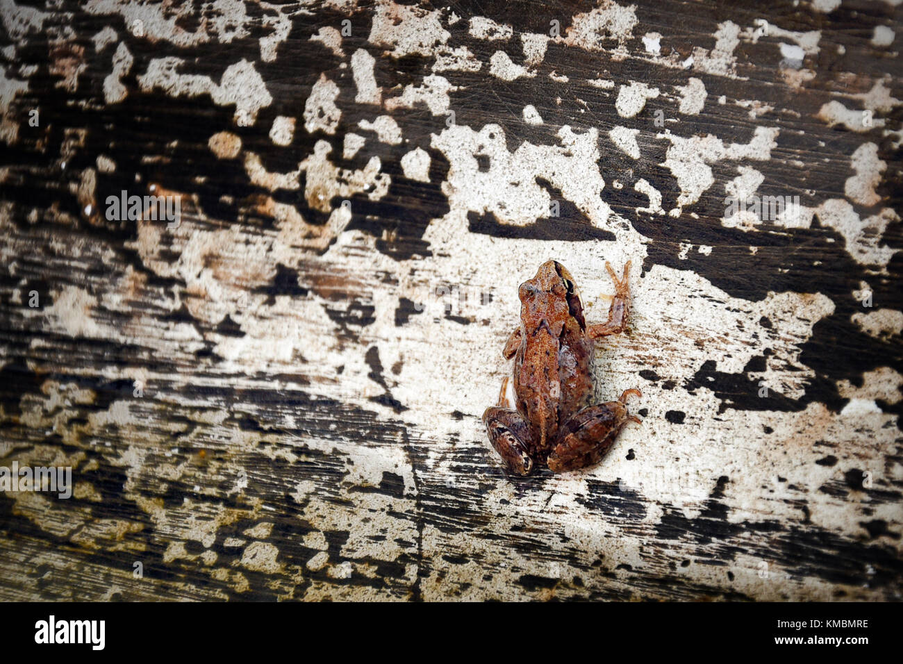 Black eye frog hi-res stock photography and images - Alamy
