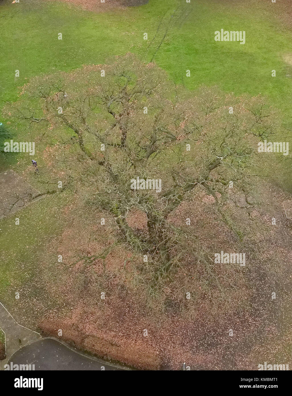 An aerial image of an Oak tree (centre) at the Scout Association's ...