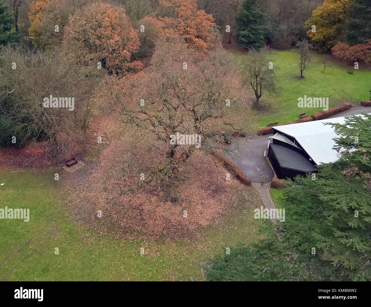 An aerial image of an Oak tree (centre) at the Scout Association's ...