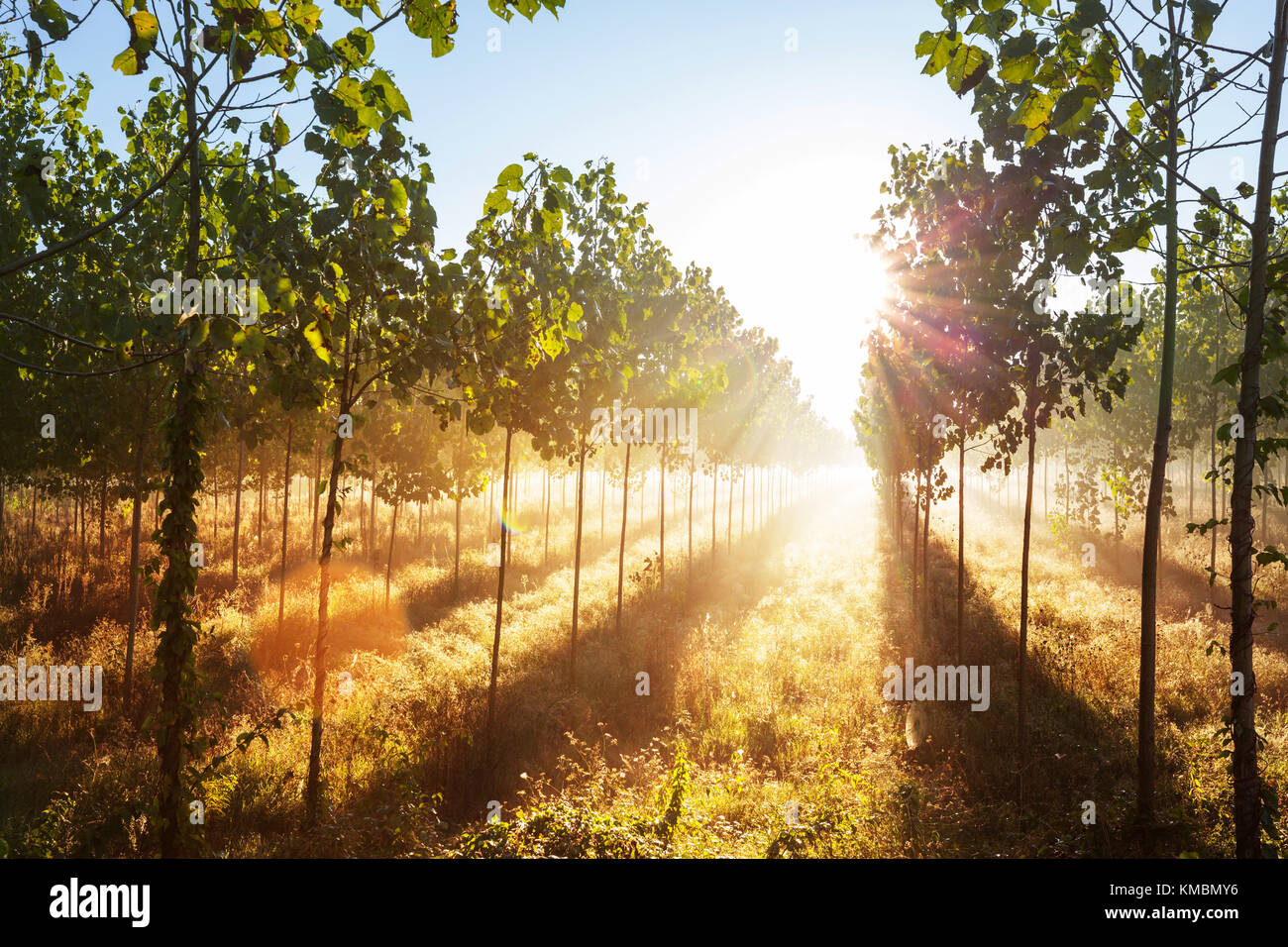 Sunny beams in forest Stock Photo - Alamy