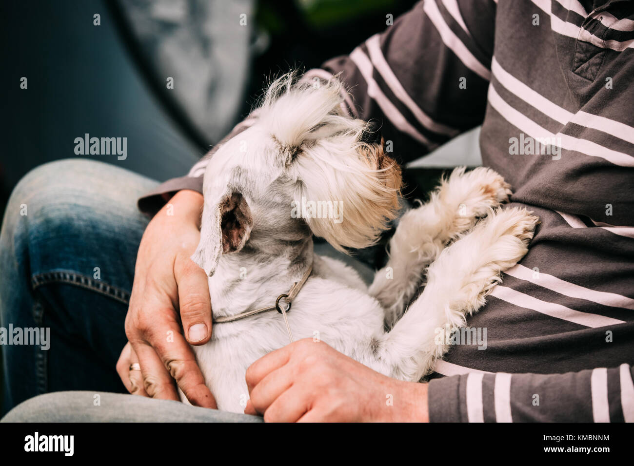 Small Miniature Schnauzer Dog Zwergschnauzer Sitting In Hands Of Man ...
