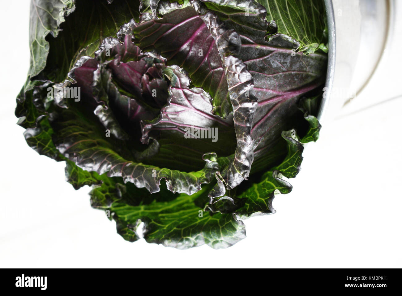 spring king cabbage Stock Photo - Alamy