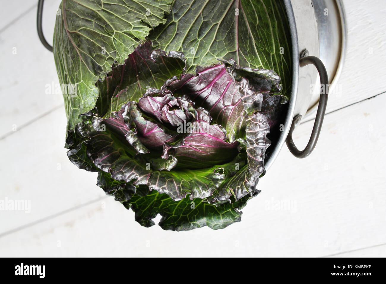 spring king cabbage Stock Photo - Alamy