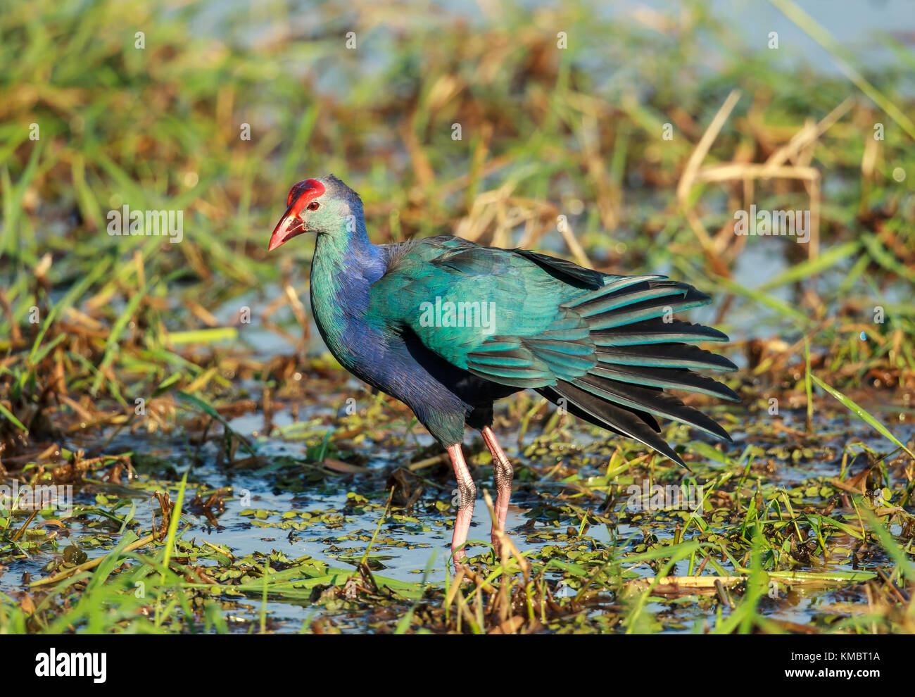Black headed swamphen hi-res stock photography and images - Alamy