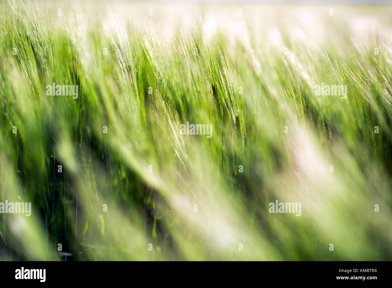 Barley green fields Stock Photo - Alamy