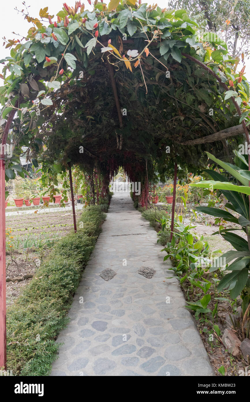 A beautiful path decorated with plants to form a tunnel to pass through ...