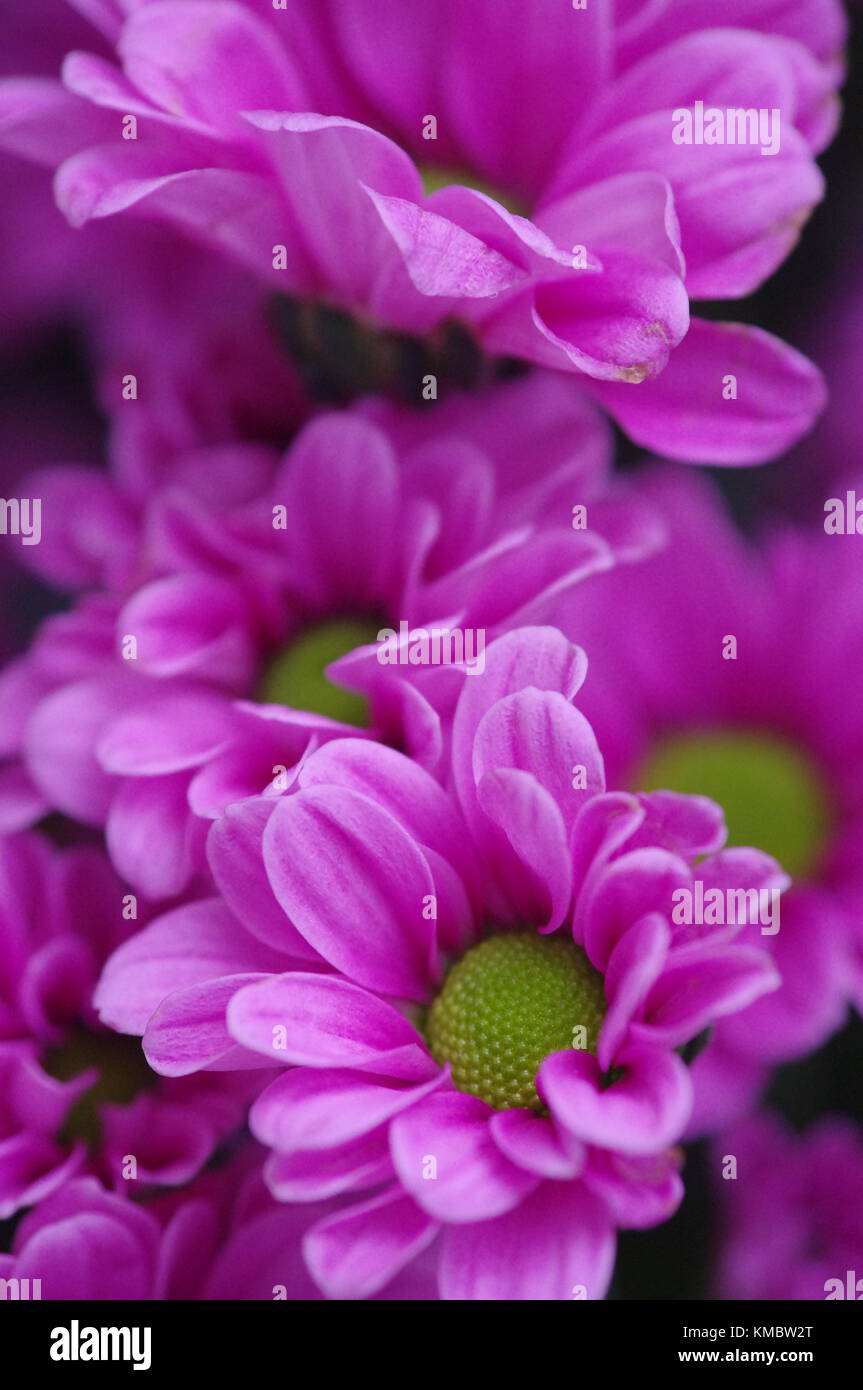 Pink Daisy Background Stock Photo - Alamy