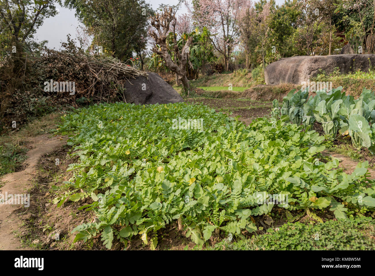 Field grown tree hi-res stock photography and images - Alamy