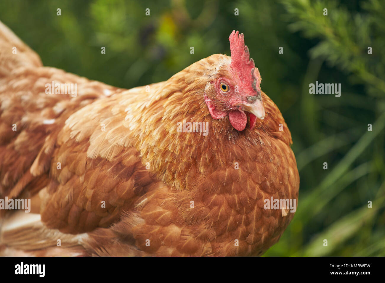 Chicken grass hi-res stock photography and images - Alamy