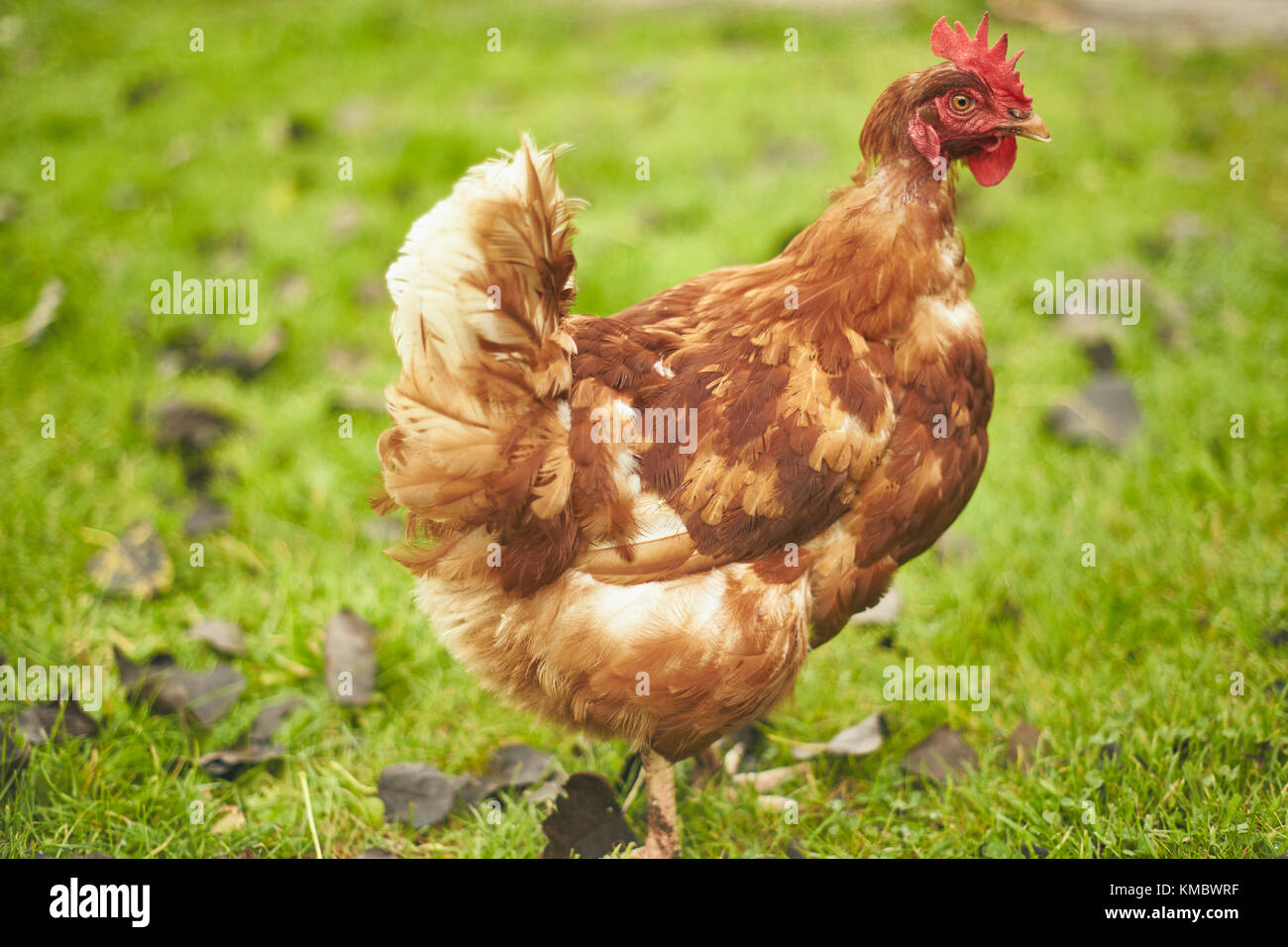 Chicken grass hi-res stock photography and images - Alamy
