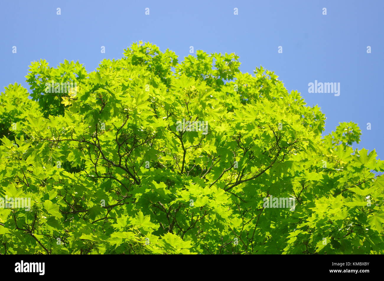 green leaves tree sky Stock Photo - Alamy