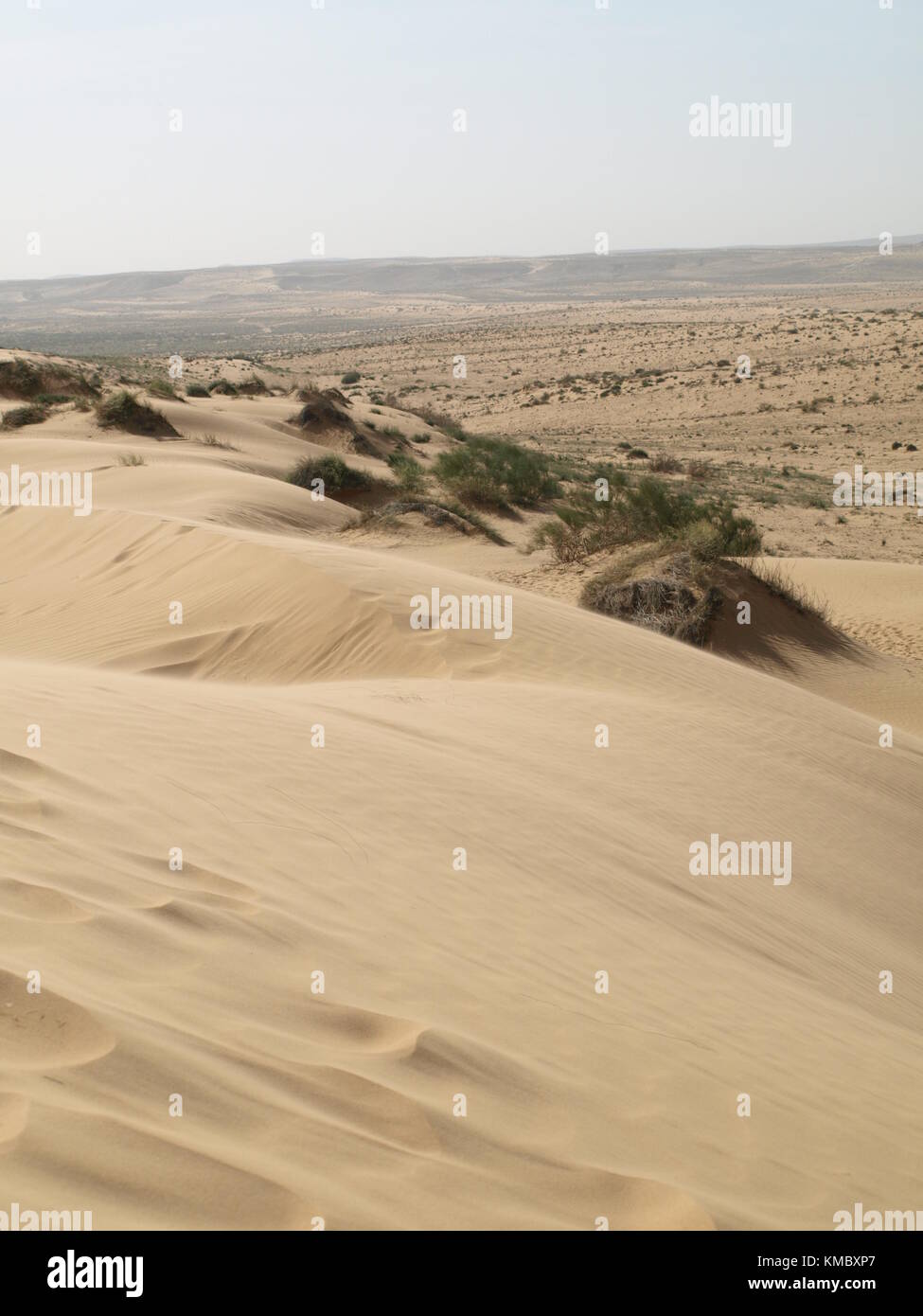 Shrubs of israel hi-res stock photography and images - Alamy