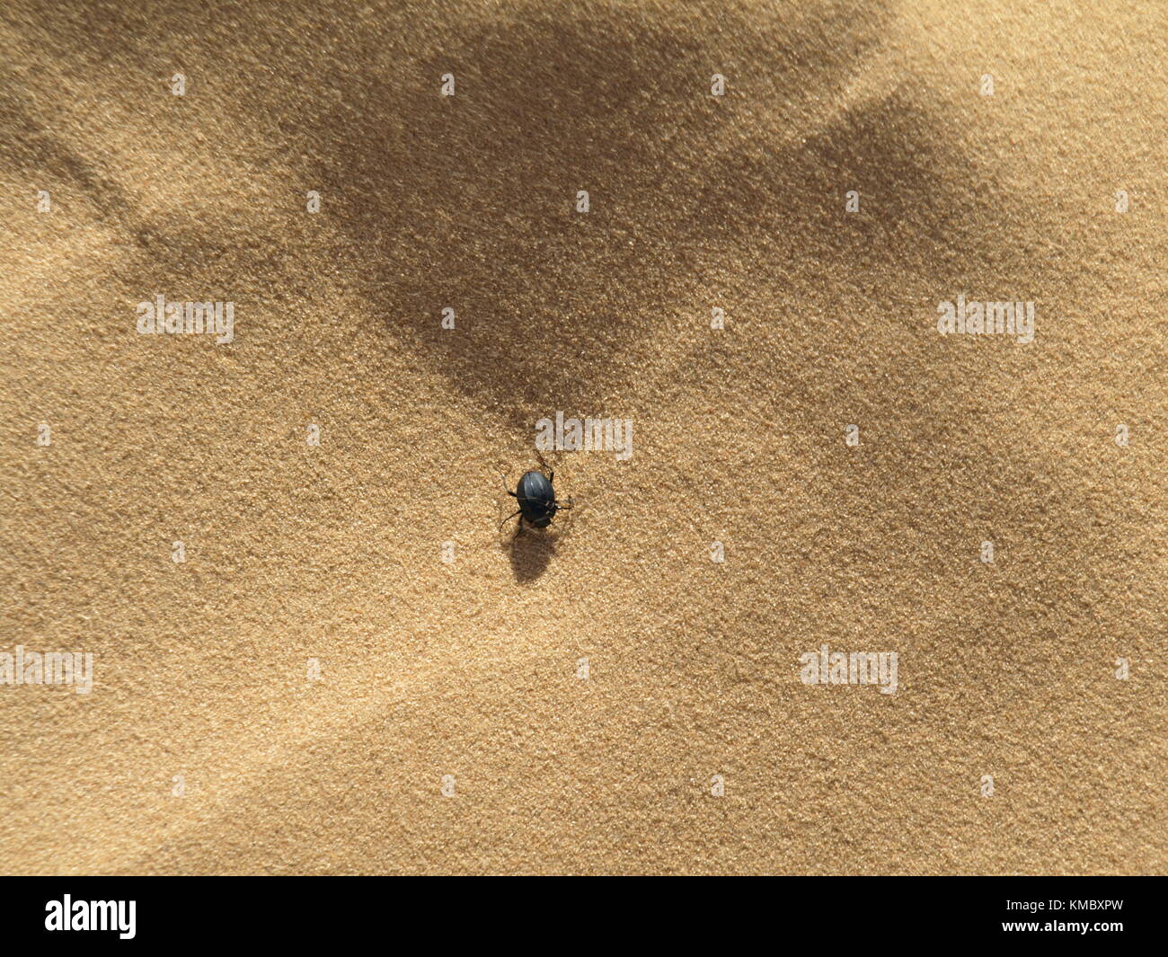Scarabaeidae desert hi-res stock photography and images - Alamy