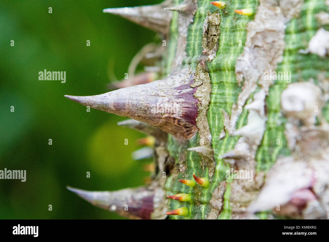 Close up of thorn in Ceiba tree Stock Photo - Alamy