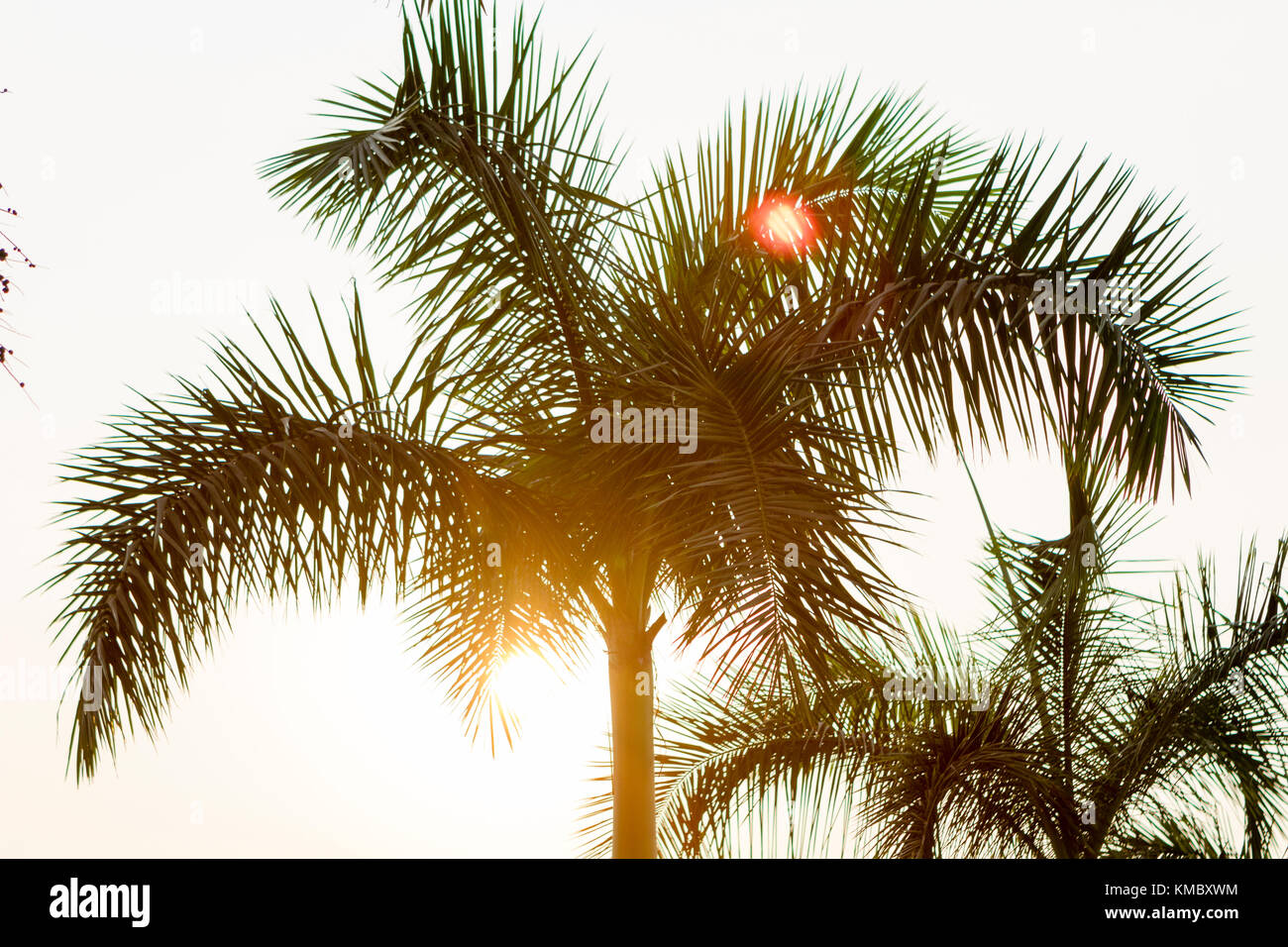 Palm tree against sun Stock Photo - Alamy