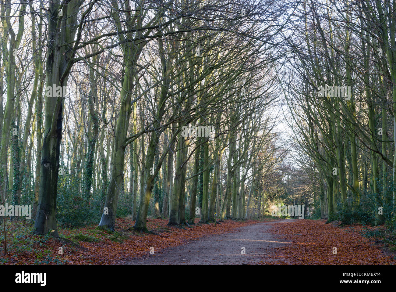 Early winter in Bacton also know as Witton Woods, Norfolk, UK Stock ...