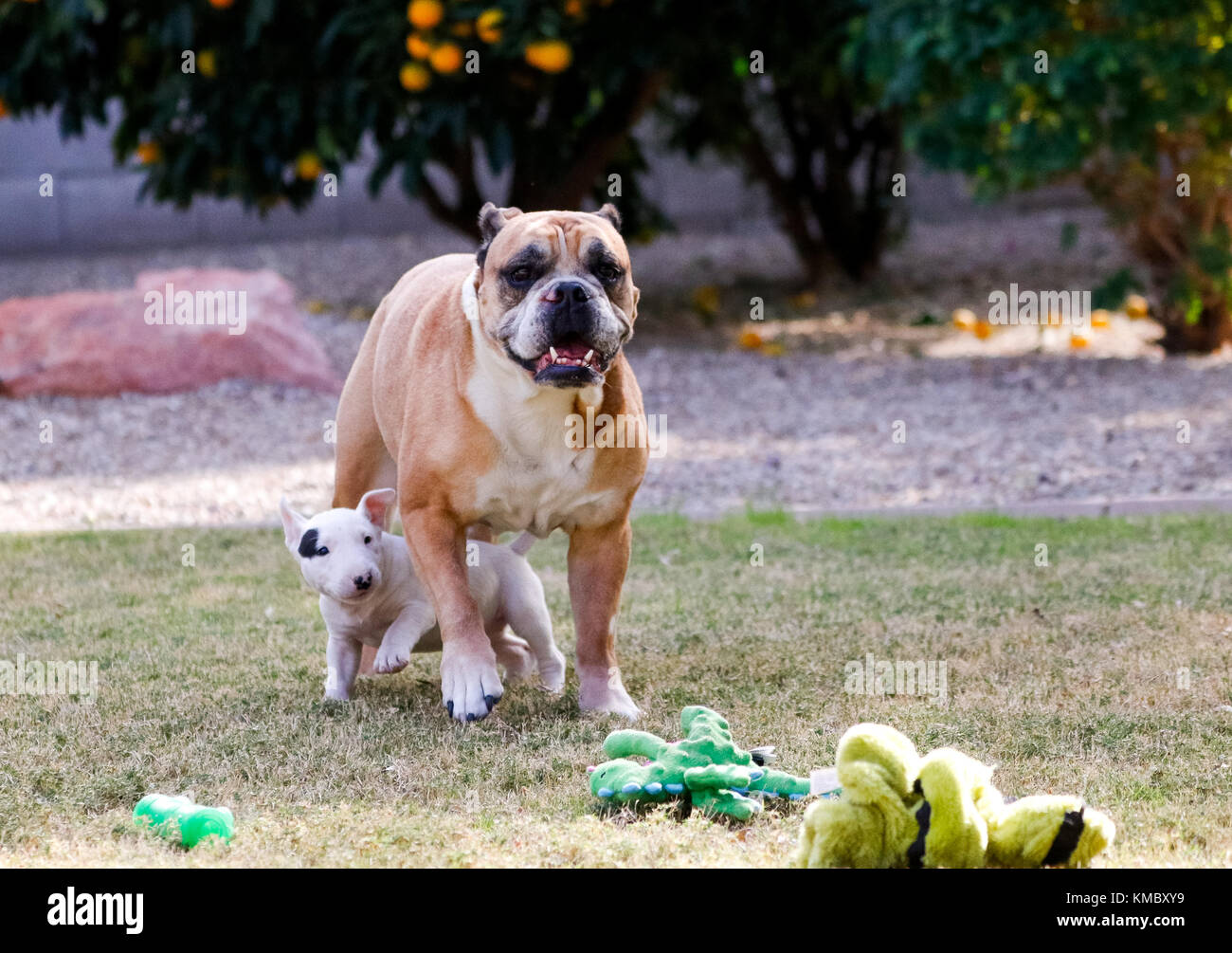 English bulldog terrier hi-res stock photography and images - Alamy