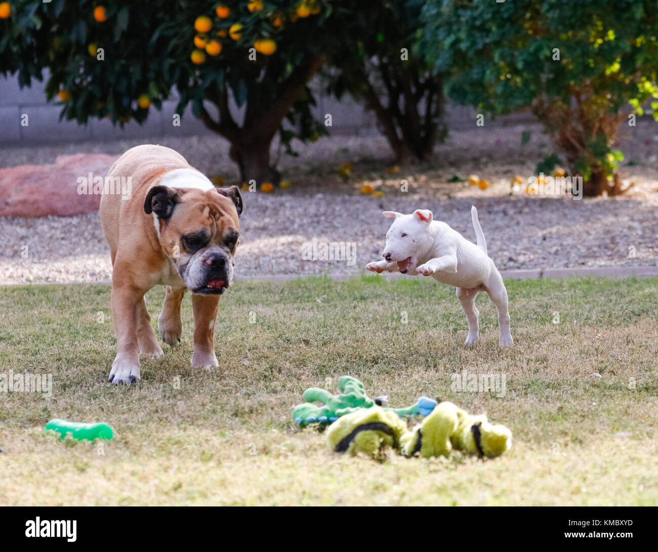 Bull terrier puppy pouncing on a bulldog Stock Photo - Alamy