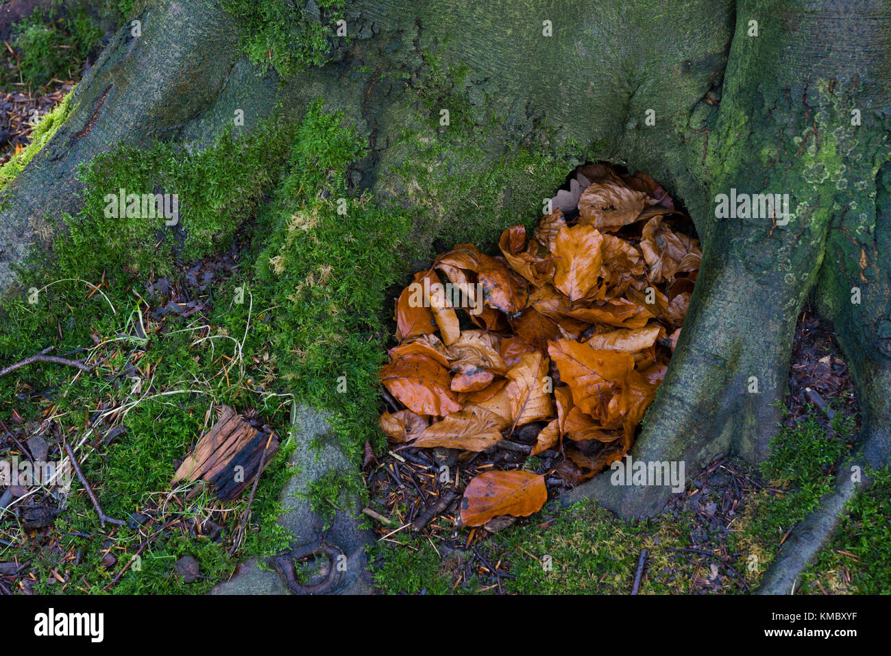Early winter in Bacton also know as Witton Woods, Norfolk, UK Stock ...
