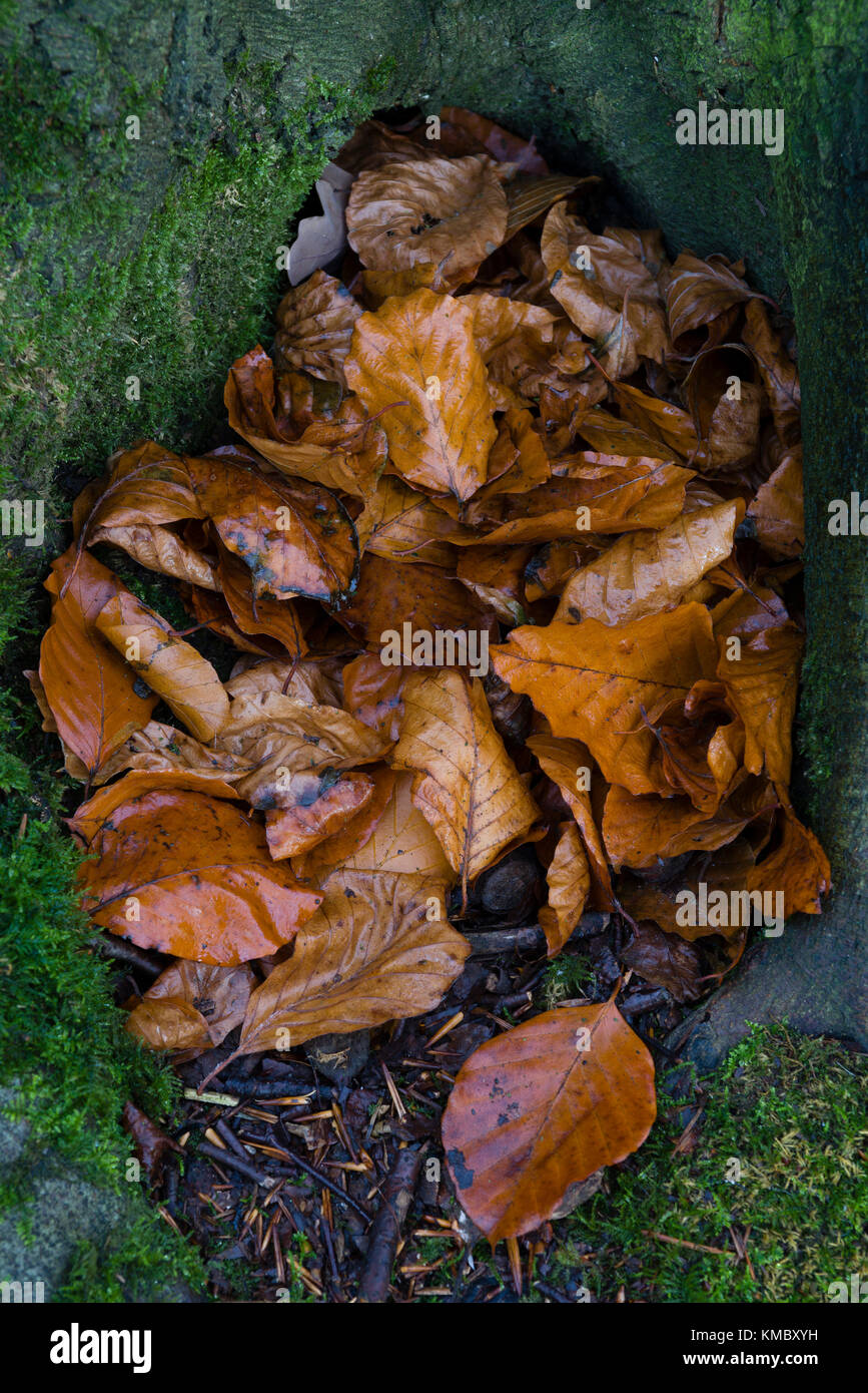 Early winter in Bacton also know as Witton Woods, Norfolk, UK Stock ...