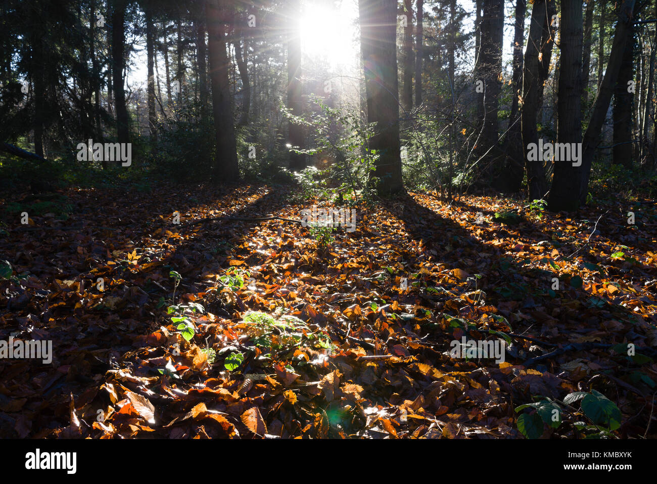 Witton woods norfolk hi-res stock photography and images - Alamy