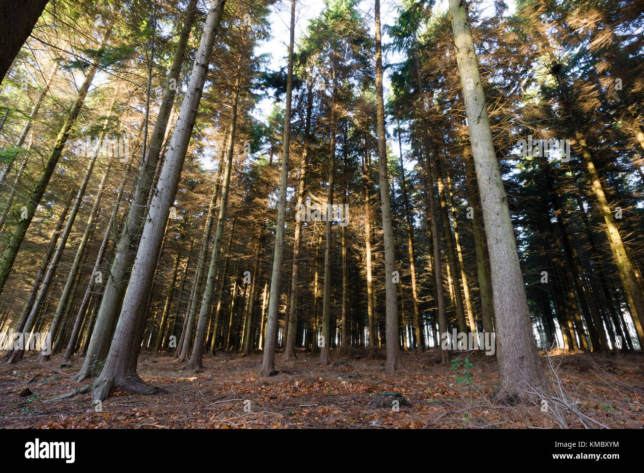 Early winter in Bacton also know as Witton Woods, Norfolk, UK Stock ...