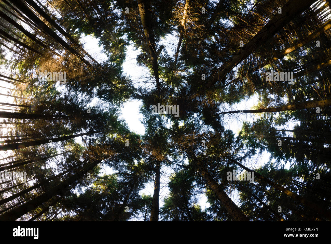 Witton woods norfolk hi-res stock photography and images - Alamy