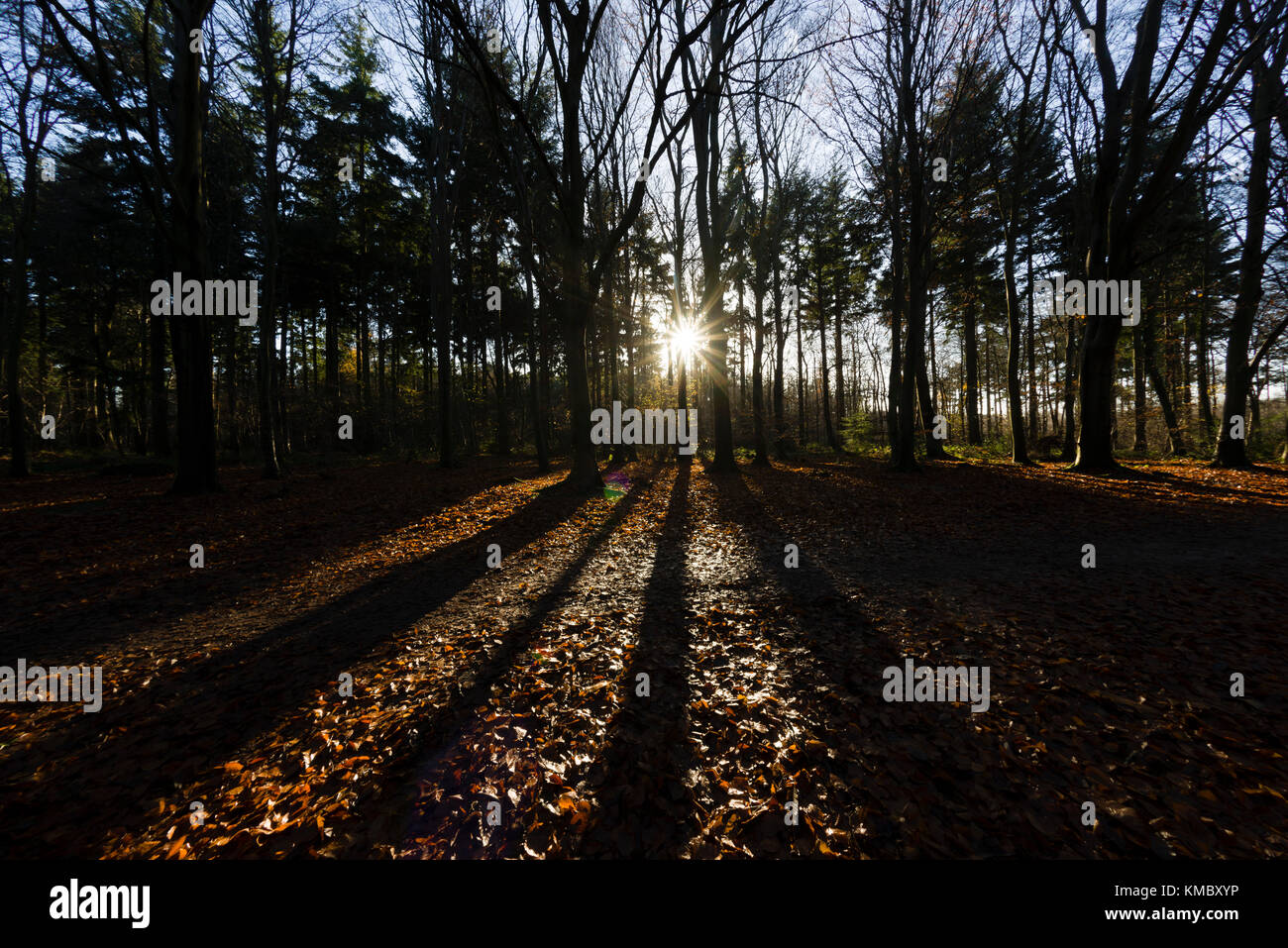Early winter in Bacton also know as Witton Woods, Norfolk, UK Stock ...