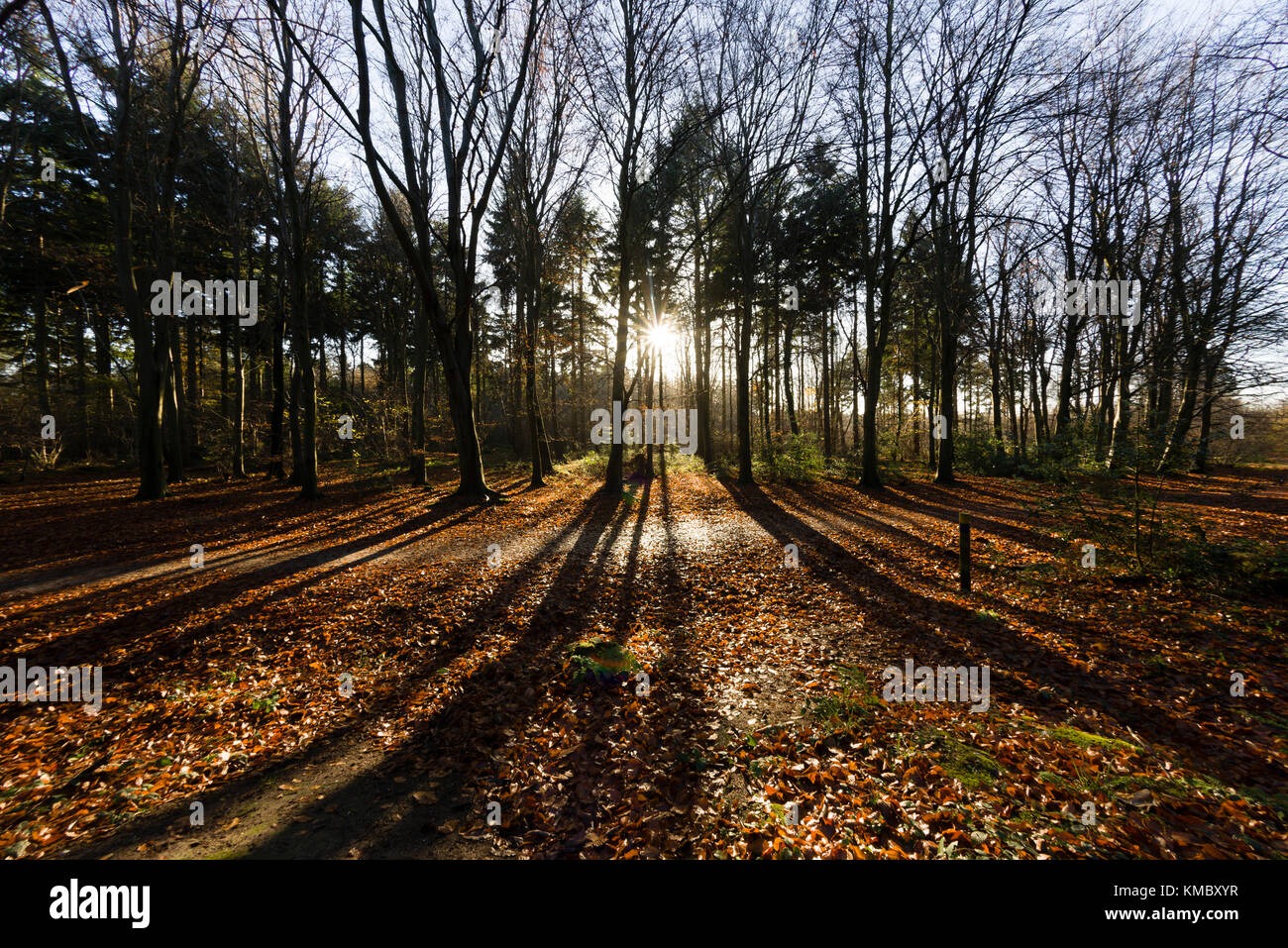 Early winter in Bacton also know as Witton Woods, Norfolk, UK Stock ...