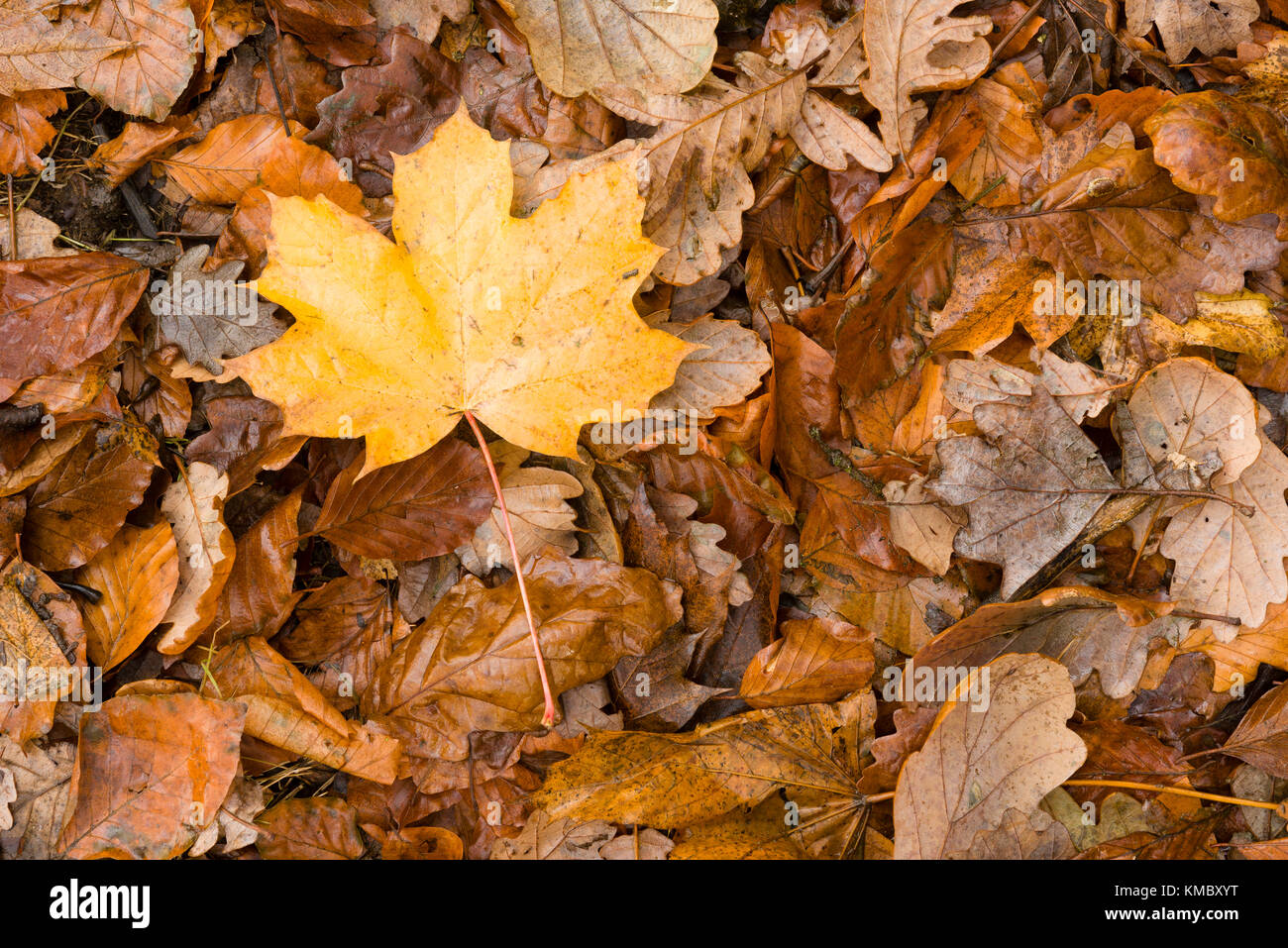 Sycamore leaf on a bed autumn leaves on woodland floor in early winter ...
