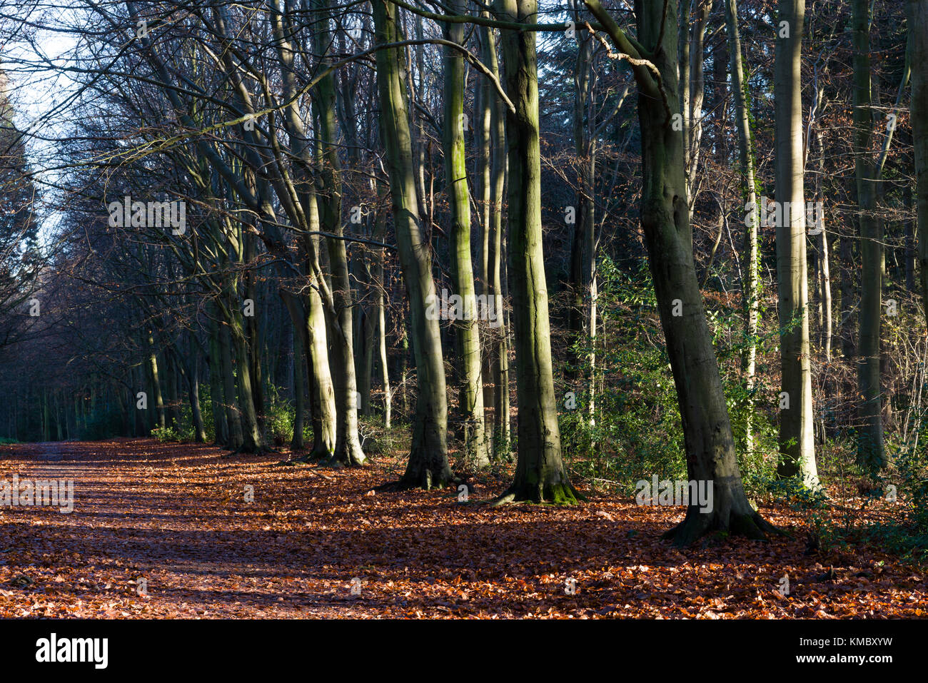 Witton woods hi-res stock photography and images - Alamy