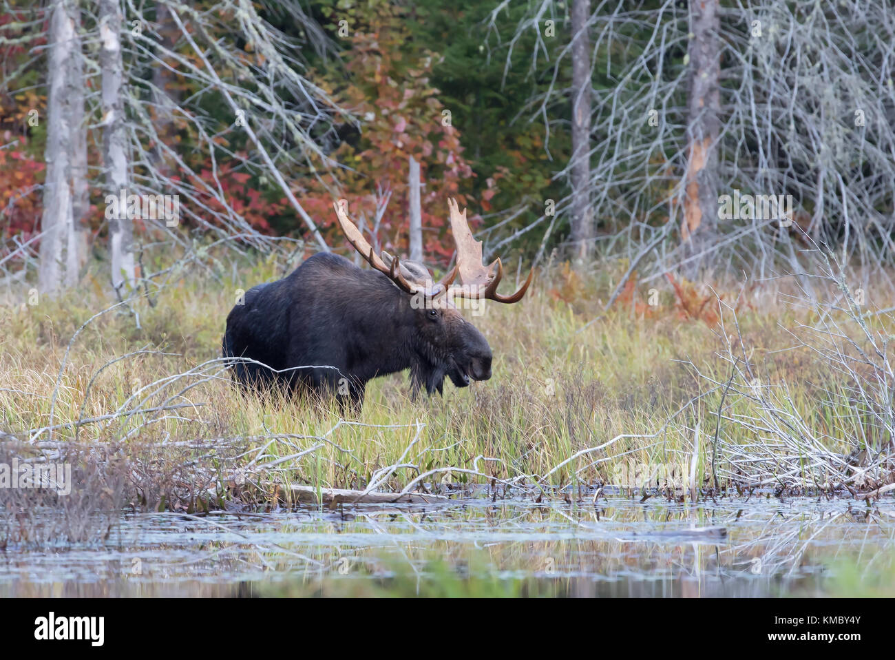 Algonquin provincial park moose hi-res stock photography and images - Alamy