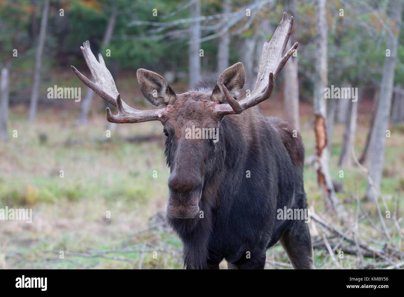 Moose in algonquin provincial park hi-res stock photography and images ...