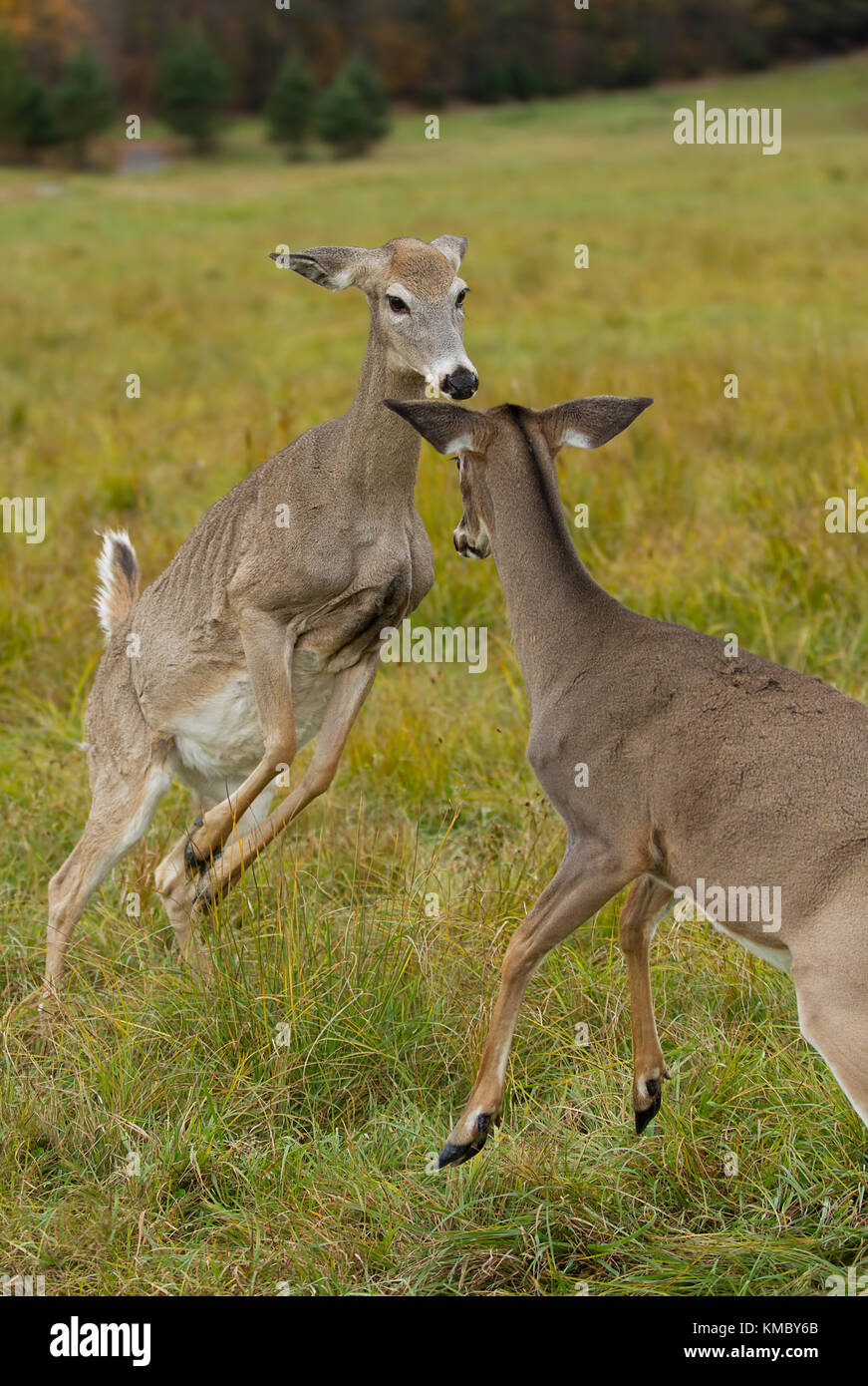 Fighting whitetail deer hi-res stock photography and images - Alamy