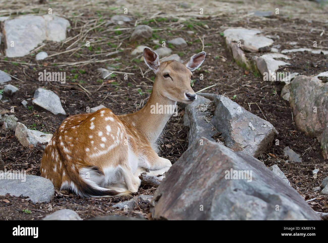 Fallow deer in the autumn forest Stock Photo - Alamy