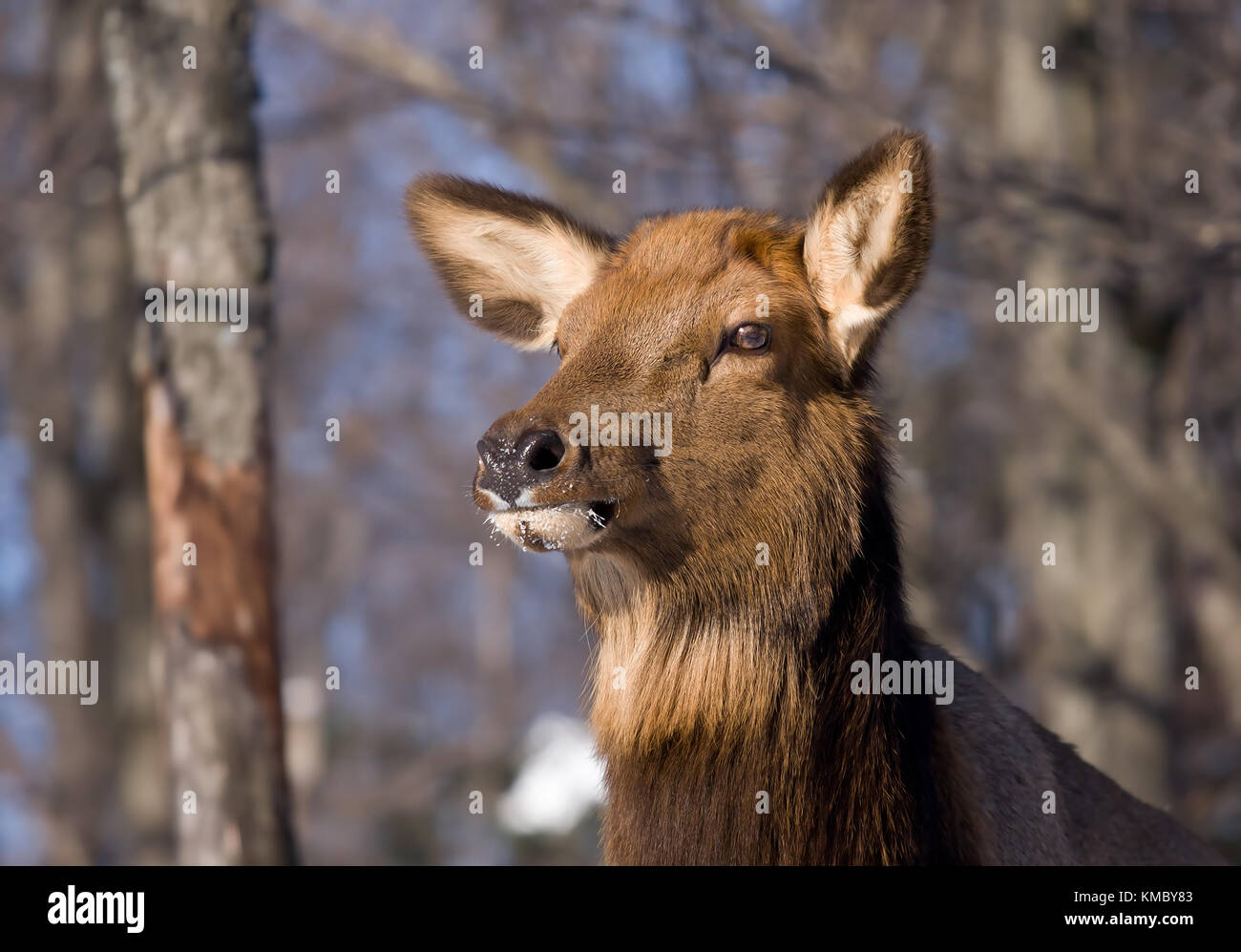 Female caribou hi-res stock photography and images - Alamy